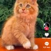 Иконка канала Semen Mobile Gaming