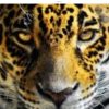 Иконка канала JAGUAR