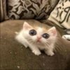 Иконка канала Фрутик проходит игры