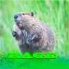 Иконка канала Rage (Cat1k)