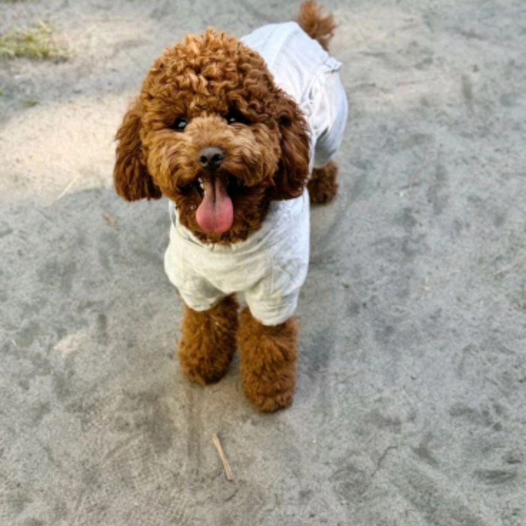 Иконка канала 🐩🤎~Toy-poodle~🐩🤎
----------------------
-----
