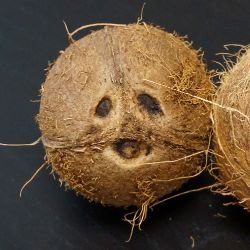 Иконка канала COCOBON