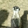 Иконка канала Stay Wild