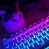 Иконка канала Котик