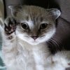 Иконка канала Кошка Милиса