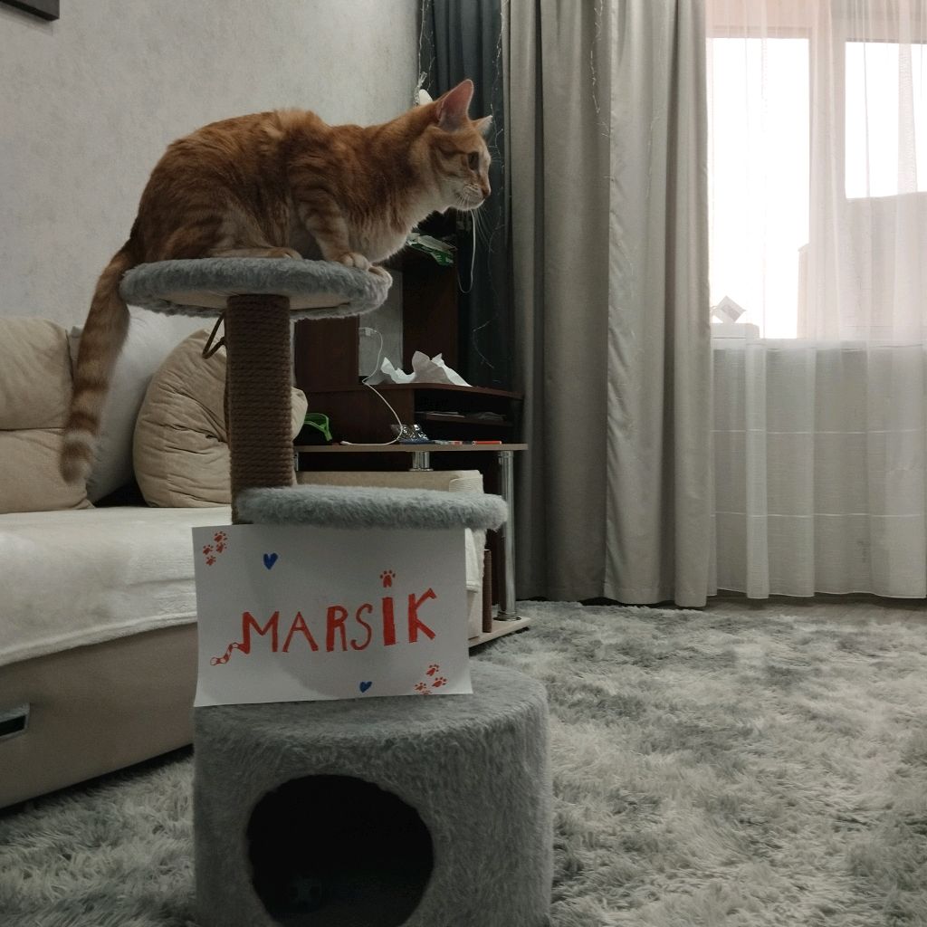 Иконка канала 🐾🐾MARSIK🐾🐾