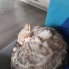 Иконка канала Кот Вас