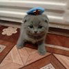 Иконка канала Животные