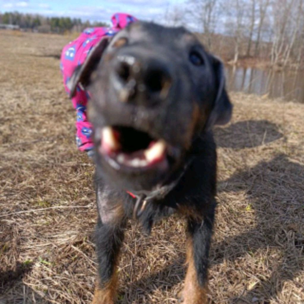 Иконка канала 🐕🦺Джагги🐕 🟣 🔴 Село Молочное