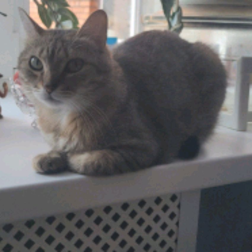 Иконка канала 🐈Марго🐈⬛