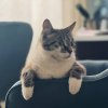 Иконка канала Томас