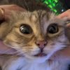 Иконка канала Bestcat
