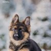 Иконка канала Шамиль Роблокс
