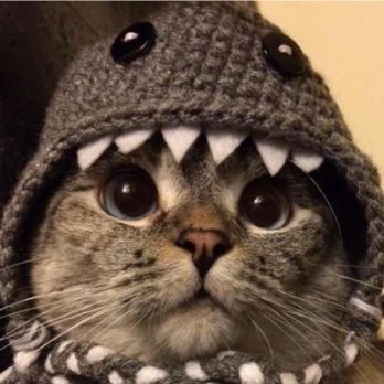 Иконка канала ♥️Котик♥️