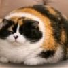 Иконка канала Котость