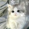 Иконка канала Мир котики 🩷