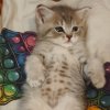 Иконка канала Стефания Мануэла и Кира