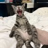 Иконка канала Котик май