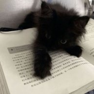 Иконка канала かわいいキティ