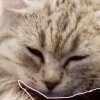 Иконка канала KOTNK_67@.