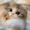 Иконка канала rutube_account_21090347