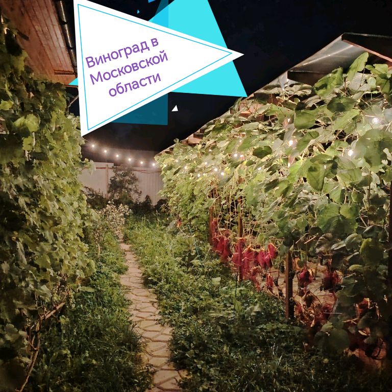 Иконка канала Виноград в Московской области