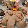 Иконка канала Dog Iowe