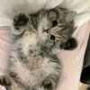 Иконка канала ☀︎︎༒︎𝙺𝚘𝚗𝚝𝚛𝚒_𝙶𝚘𝚍'𝚜༒︎☀︎︎