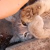 Иконка канала Полина И Васька