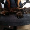 Иконка канала Мартовский Котëнок