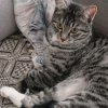 Иконка канала Кошанти Мяу Мяу