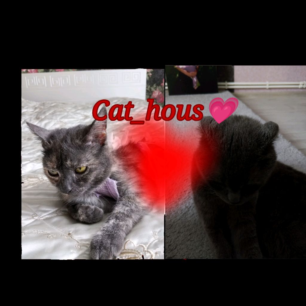 Иконка канала Cat_house💗