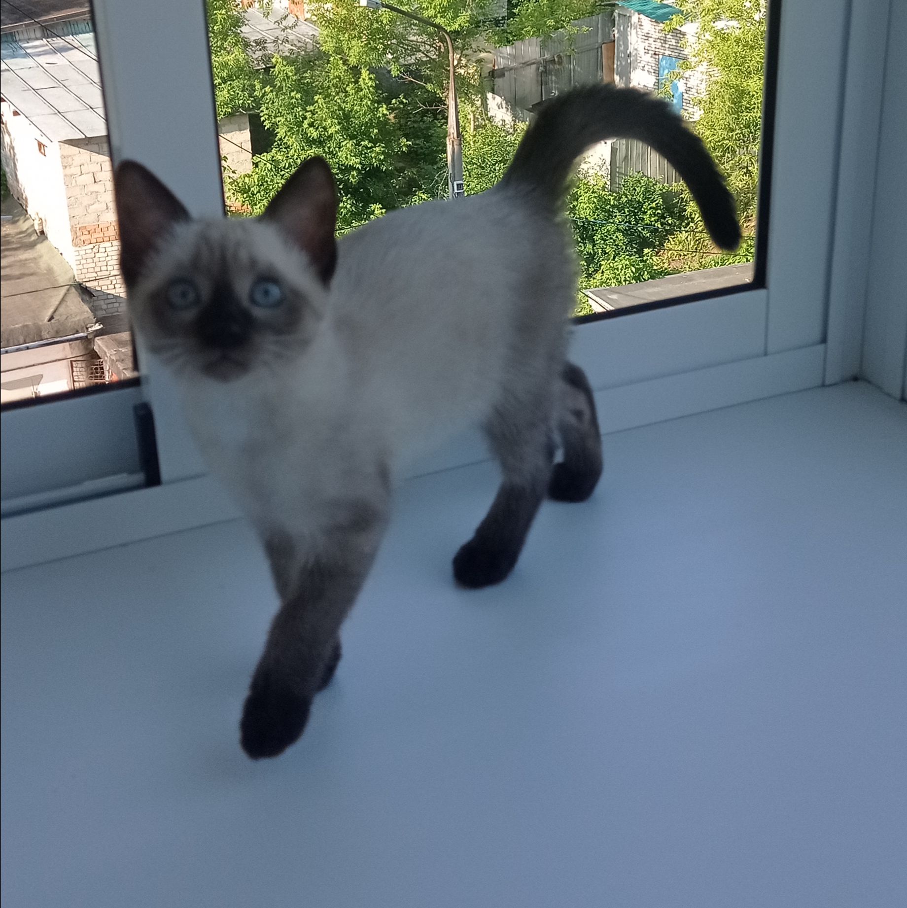 Иконка канала 🥰🌸Мой кот Яша 🌸🥰