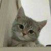 Иконка канала Котяры. 😈😈