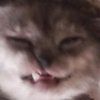 Иконка канала Cat_Shorts