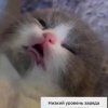 Иконка канала 🤤🦁ЛЕВ/_ASMR🦁🤤