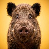 Иконка канала КАБАНЧИК 🐗
