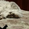 Иконка канала Морковка И Конëк