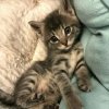 Иконка канала Tisha