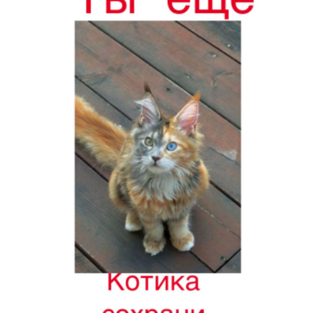 Иконка канала Мявл 🔪