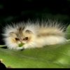 Иконка канала Кото Гусеница