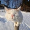 Иконка канала плюшик