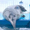 Иконка канала ^^💦🦭Seal стор🦭💦^^