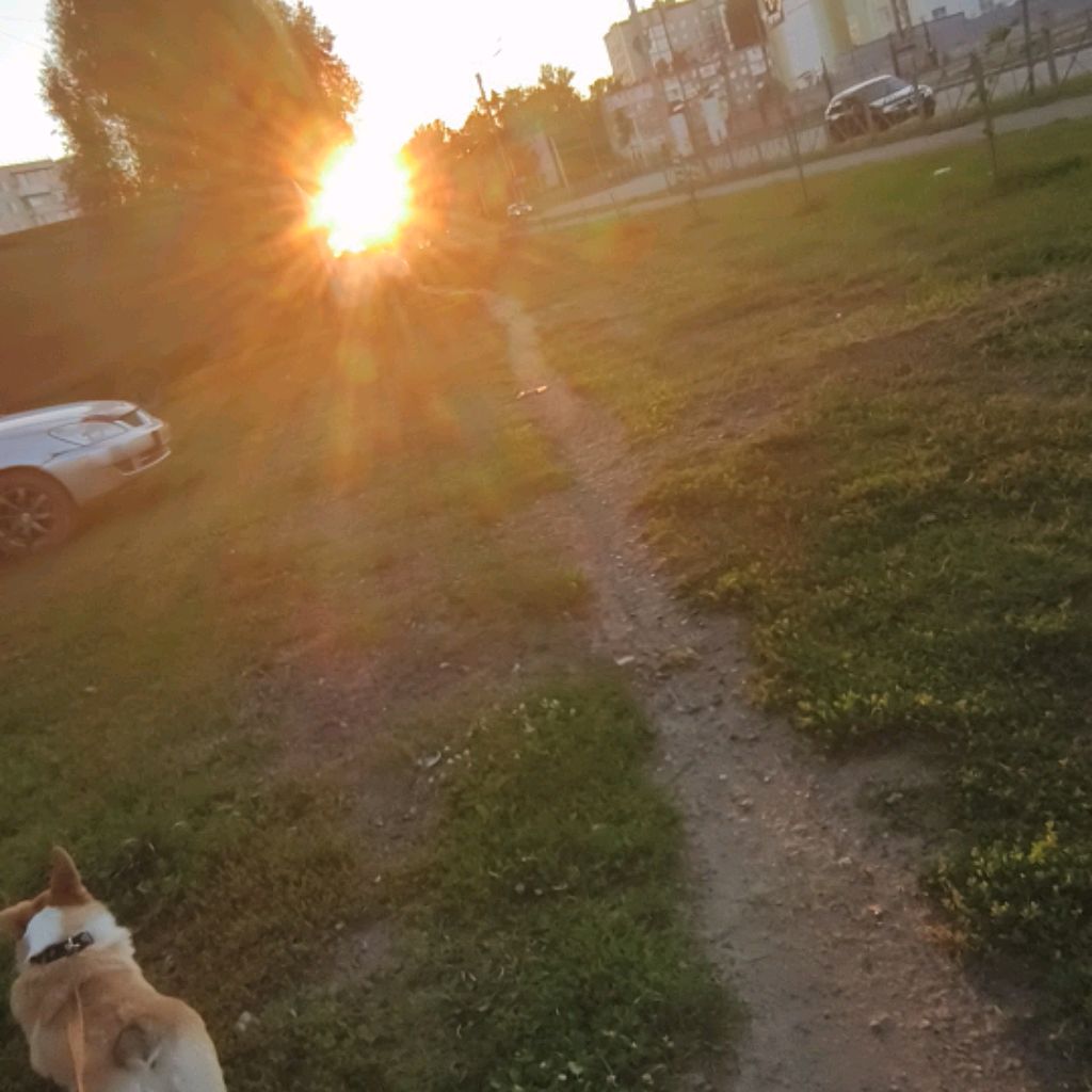Иконка канала Family Dog Cat