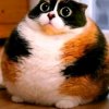 Иконка канала Котость