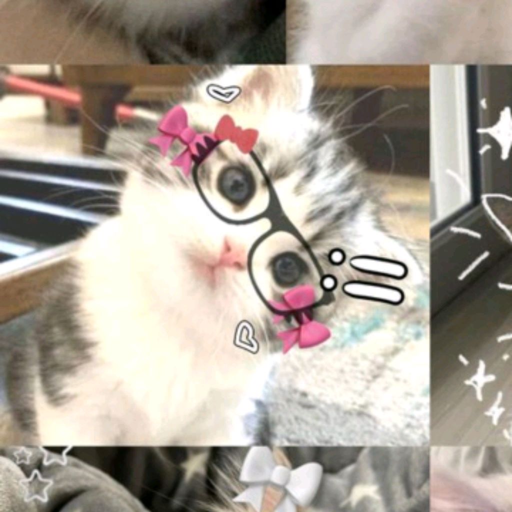 Иконка канала §¢¥Соняшаа/_&₽Cat Topia🐈🌷😻🙀