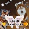 Иконка канала 💛★~•Dog life_рыжий хаски•~★🧡