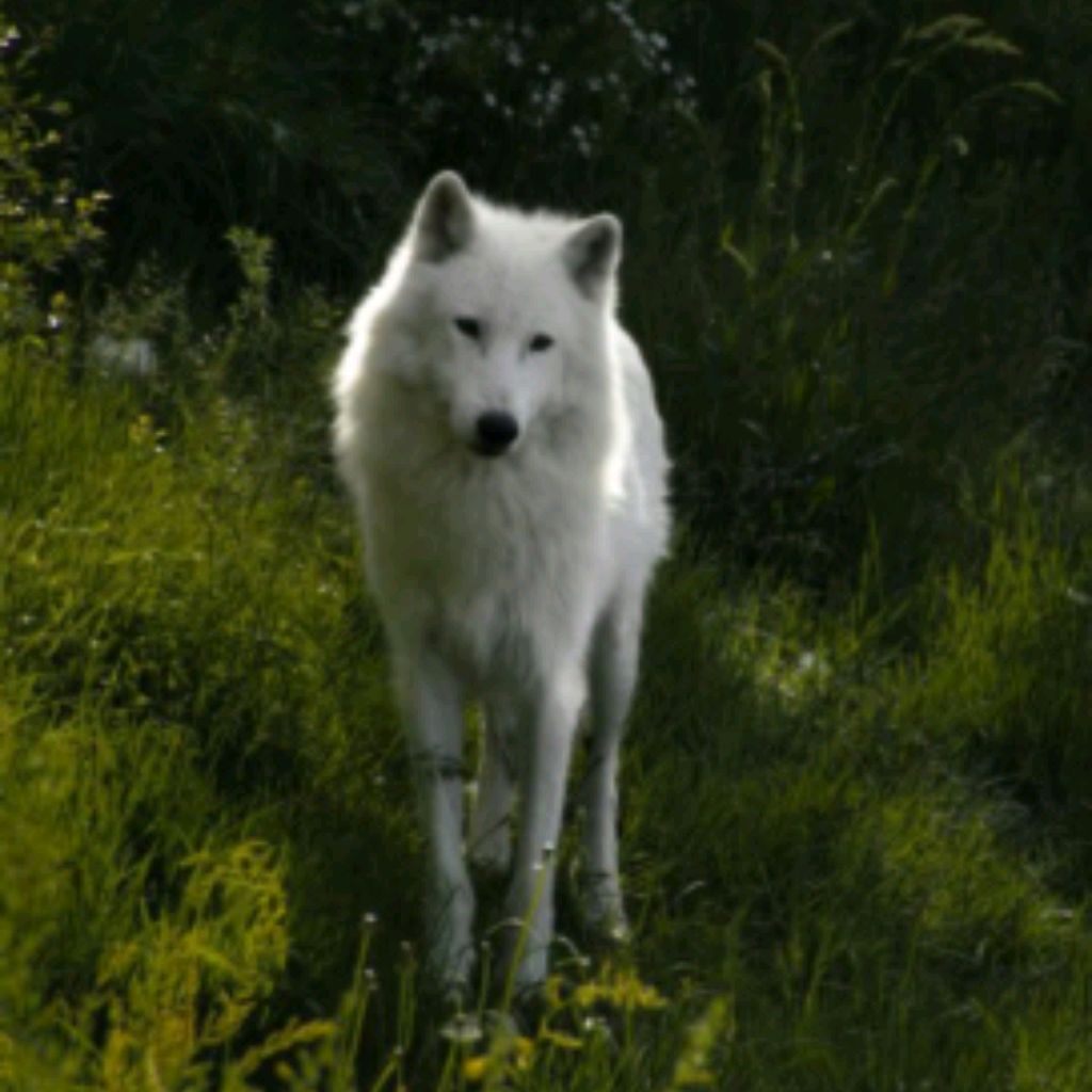 Иконка канала Шуша wolf