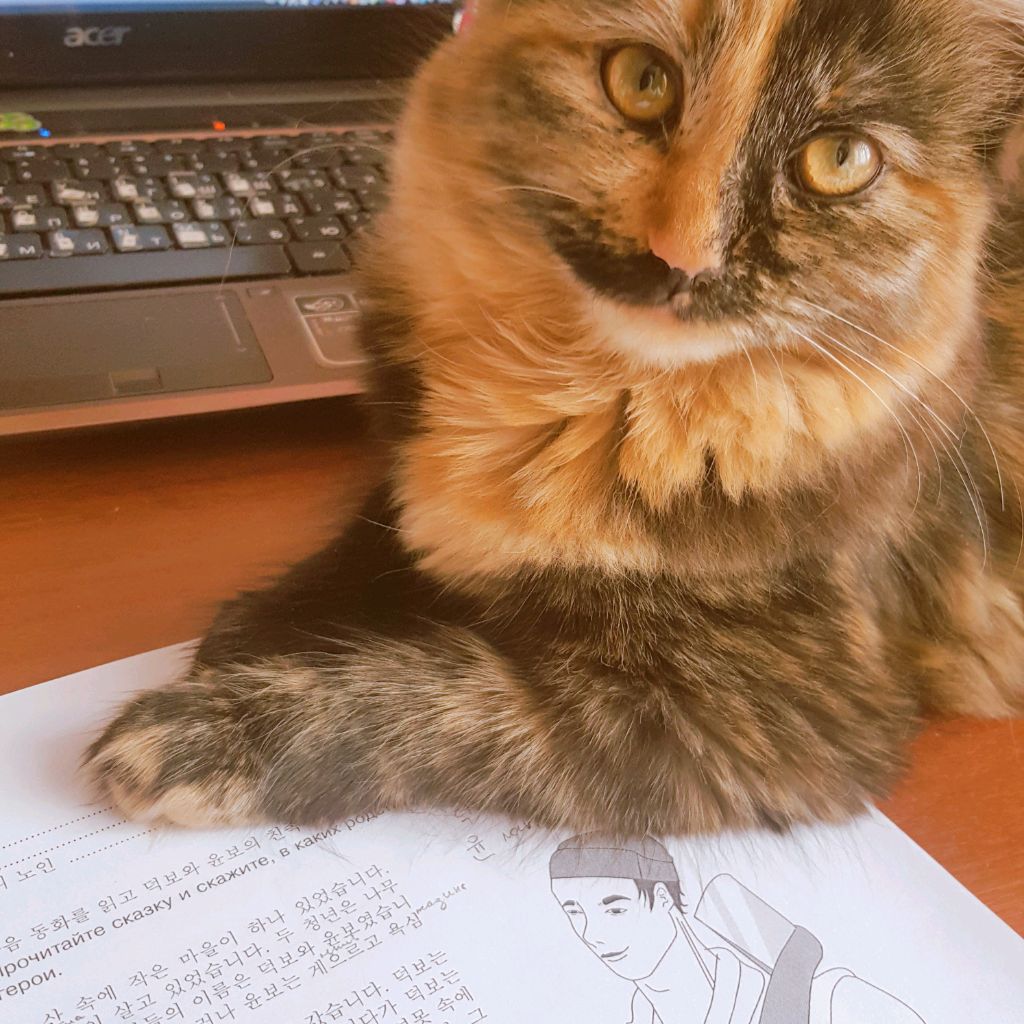 Иконка канала котики и кофе