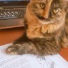 Иконка канала котики и кофе